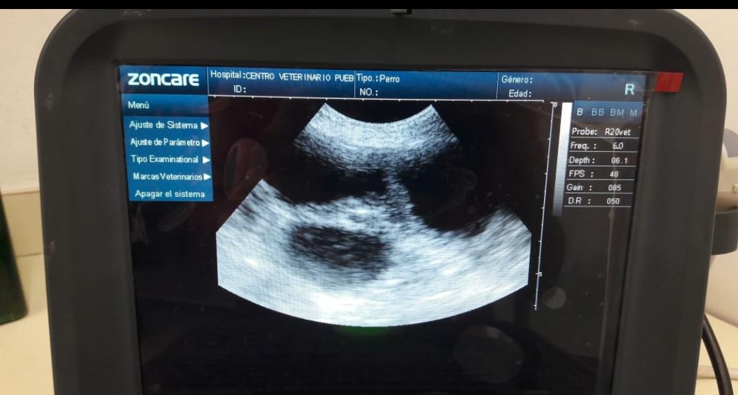 Piometra: Caso Patico – Centro Veterinario Puebla