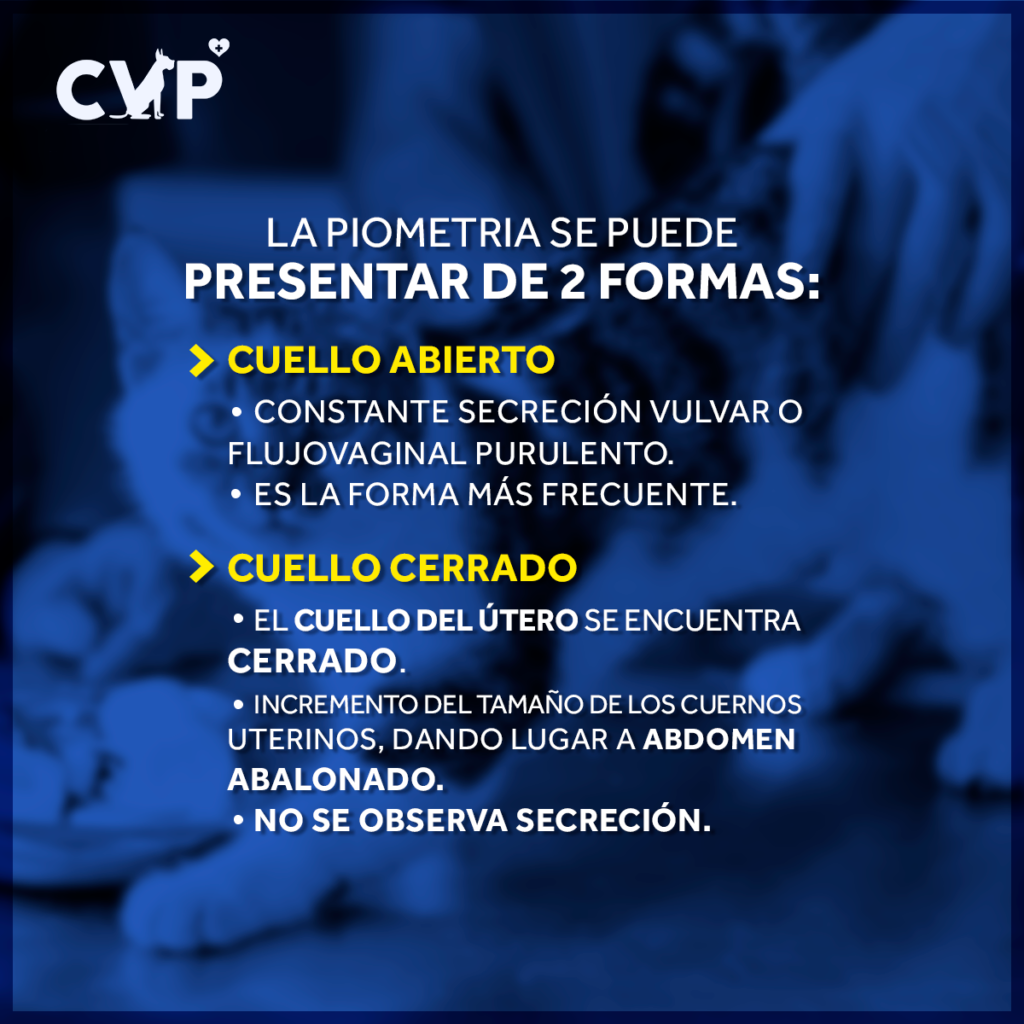 Piometra: Caso Patico – Centro Veterinario Puebla