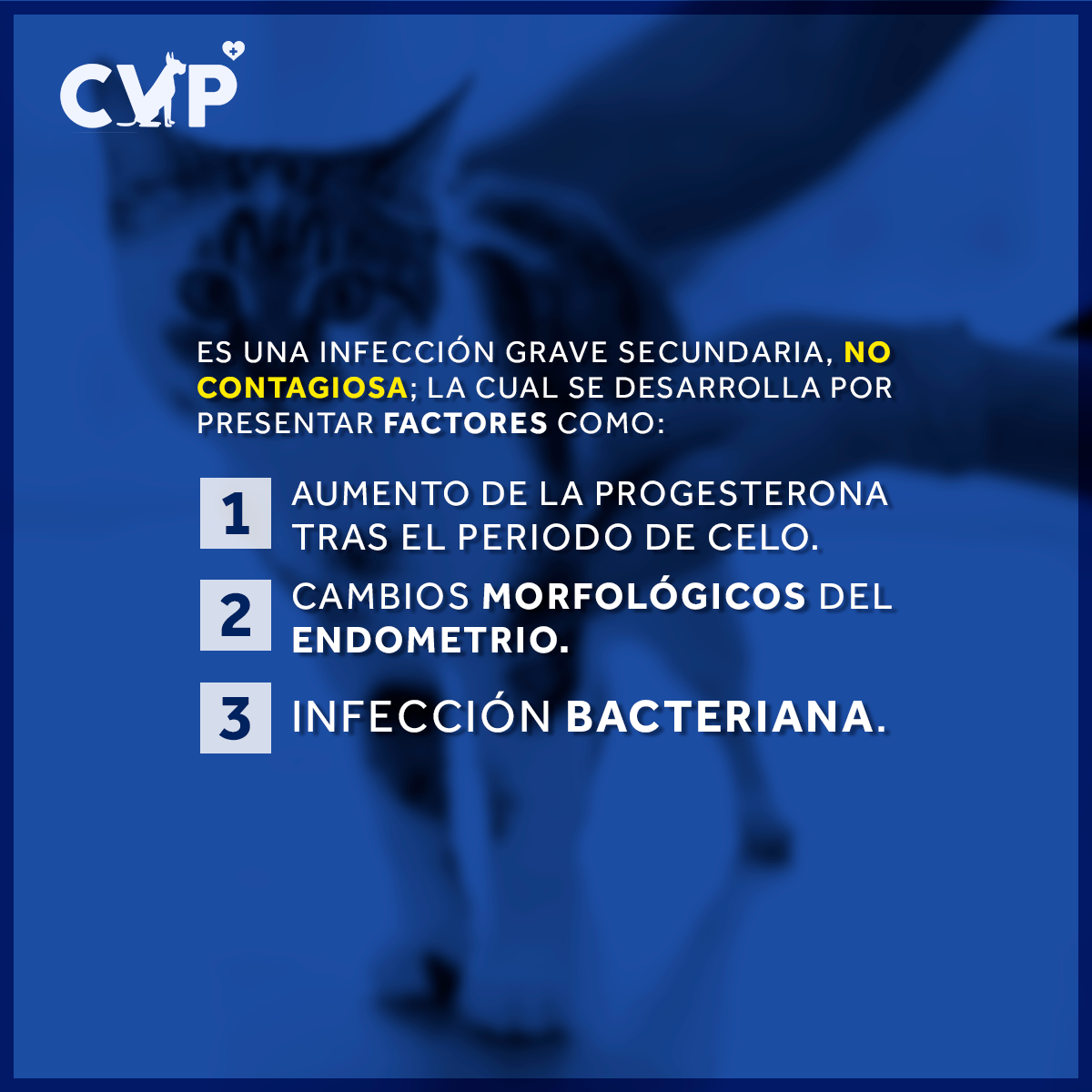 Piometra: Caso Patico – Centro Veterinario Puebla