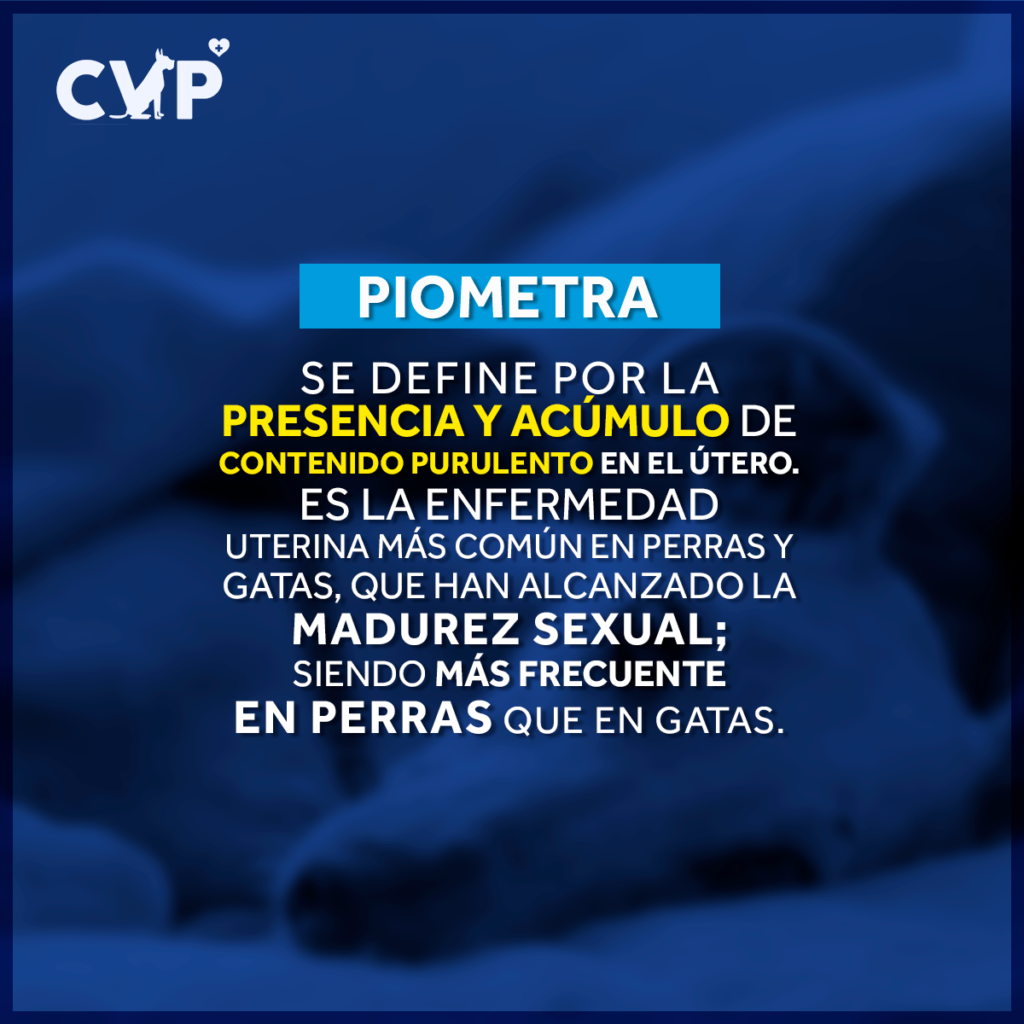 Piometra: Caso Patico – Centro Veterinario Puebla
