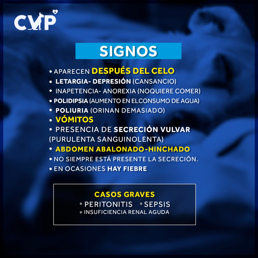 Piometra: Caso Patico – Centro Veterinario Puebla