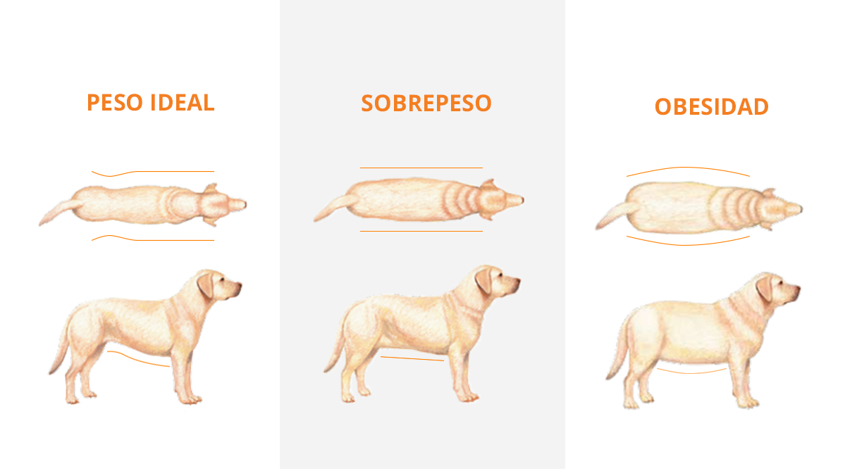 ¿Cómo saber si mi perro tiene obesidad? – Centro Veterinario Puebla