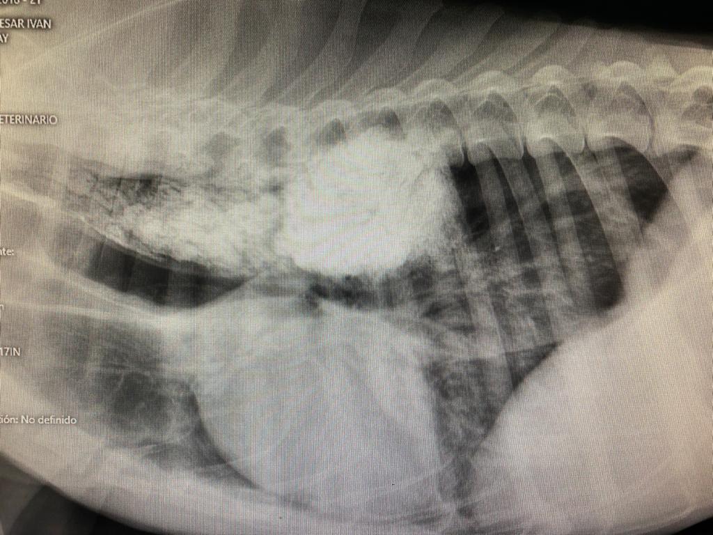 Romeo: Paciente con megaesófago congénito. – Centro Veterinario Puebla