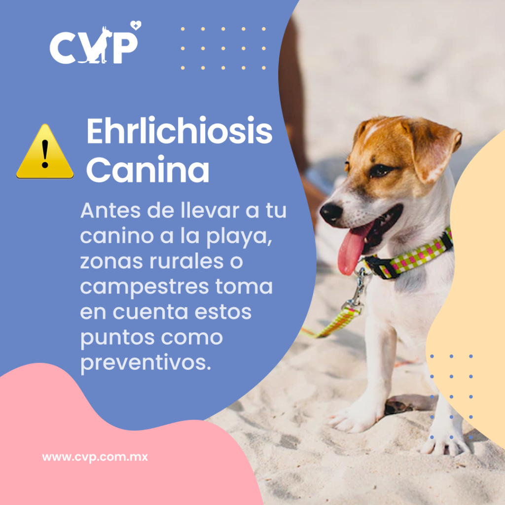 Ehrlichiosis canina: Enfermedad del perro rastreador – Centro ...